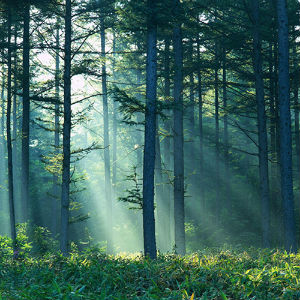 Foreste: in Europa perso il 50% negli ultimi seimila anni