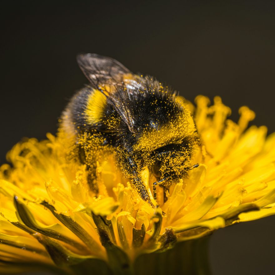 Tornano in Canada le colonie di bombi dalla fascia gialla